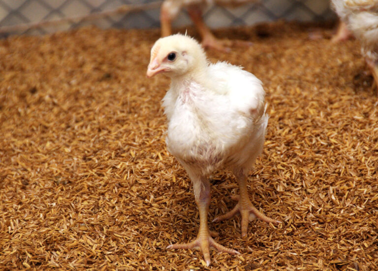 Jadeed Group – Leader in Poultry Industry